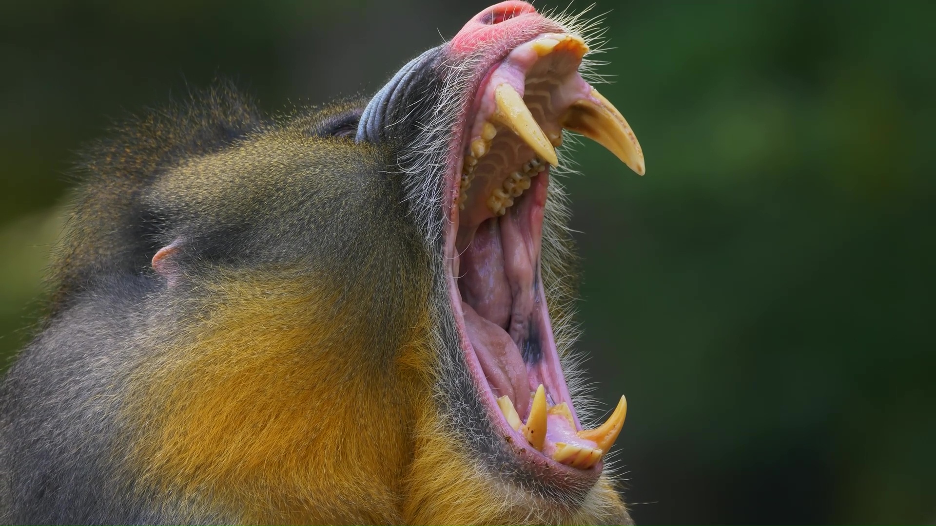 Un mandril mostrando sus grandes colmillos