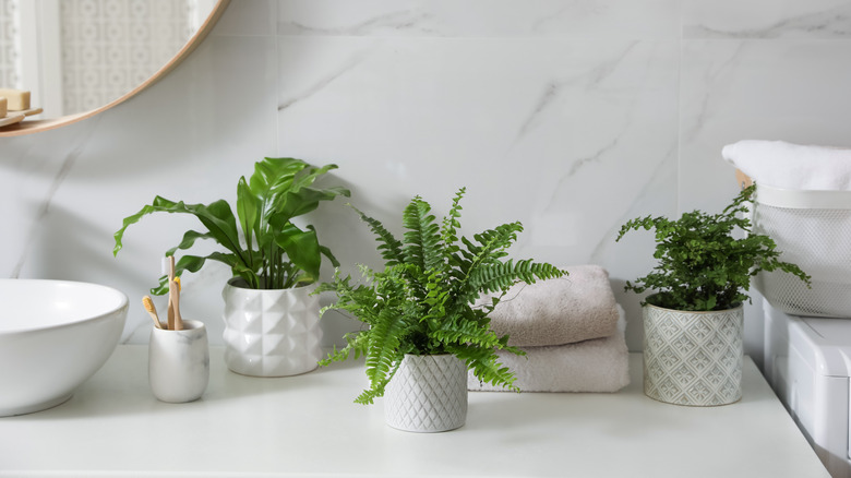 The indoor plant that will thrive in your humid, lower-light bathroom
