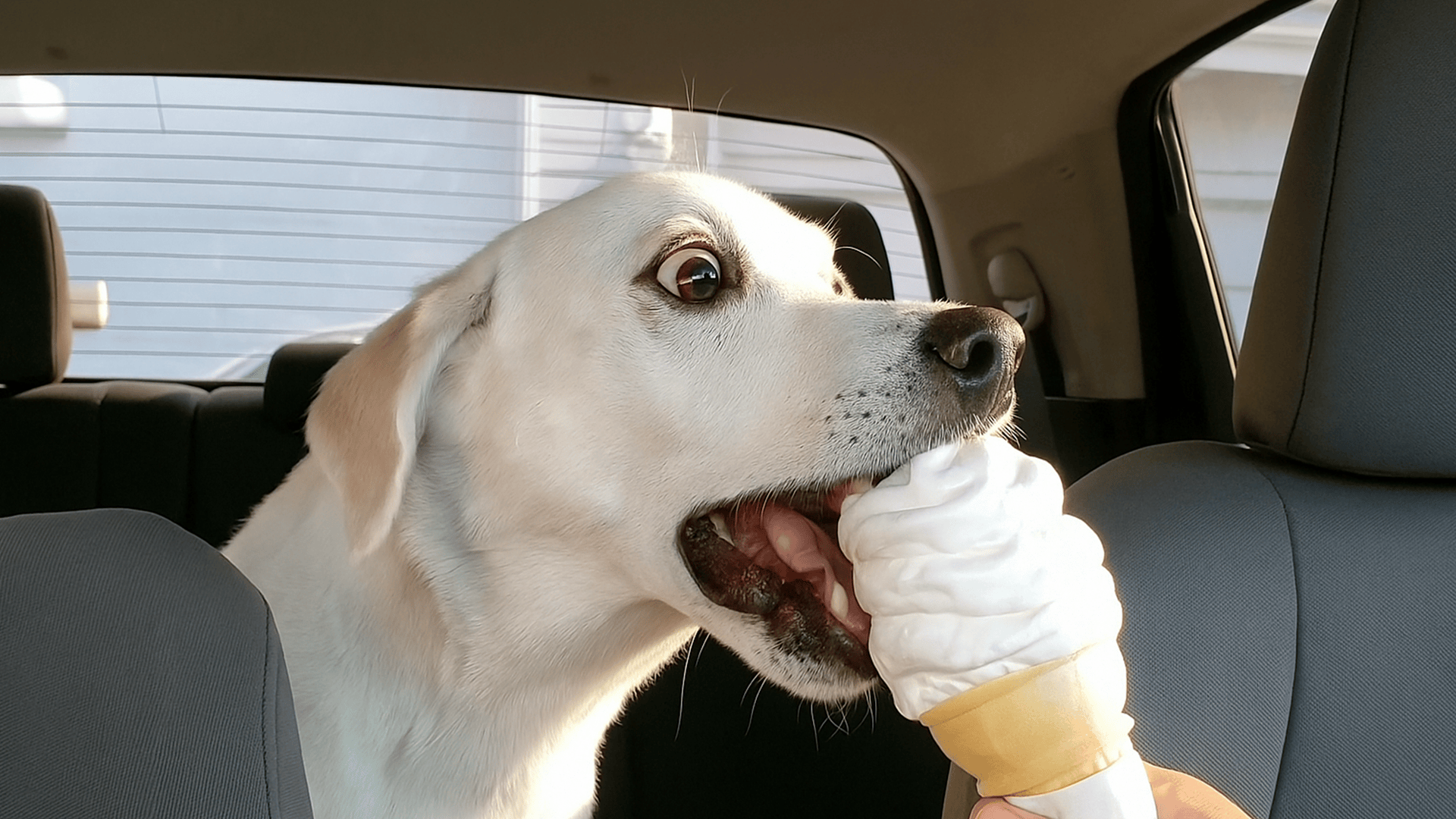 Dog discovers ice cream was a mistake