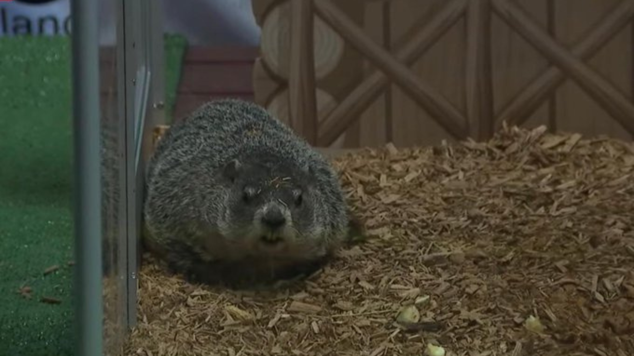 Groundhog Day 2026: Did Staten Island Chuck see his shadow today? Check ...