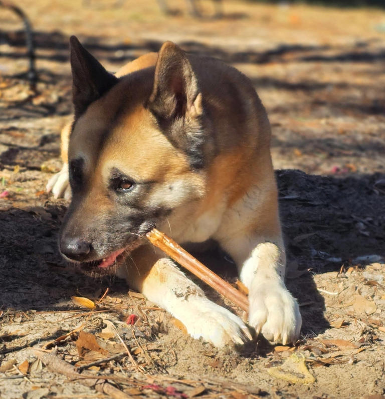 Akita is ABC 7’s pet of the week