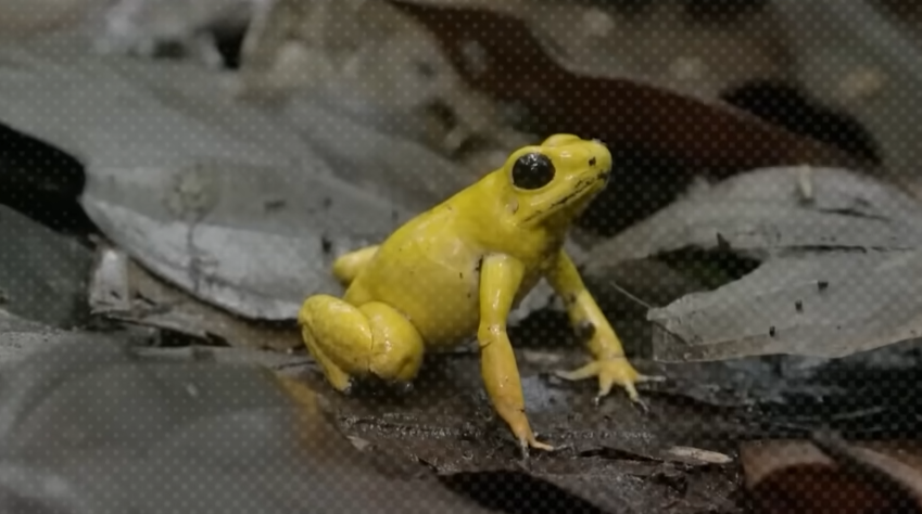 This tiny frog carries enough poison to kill 10 humans
