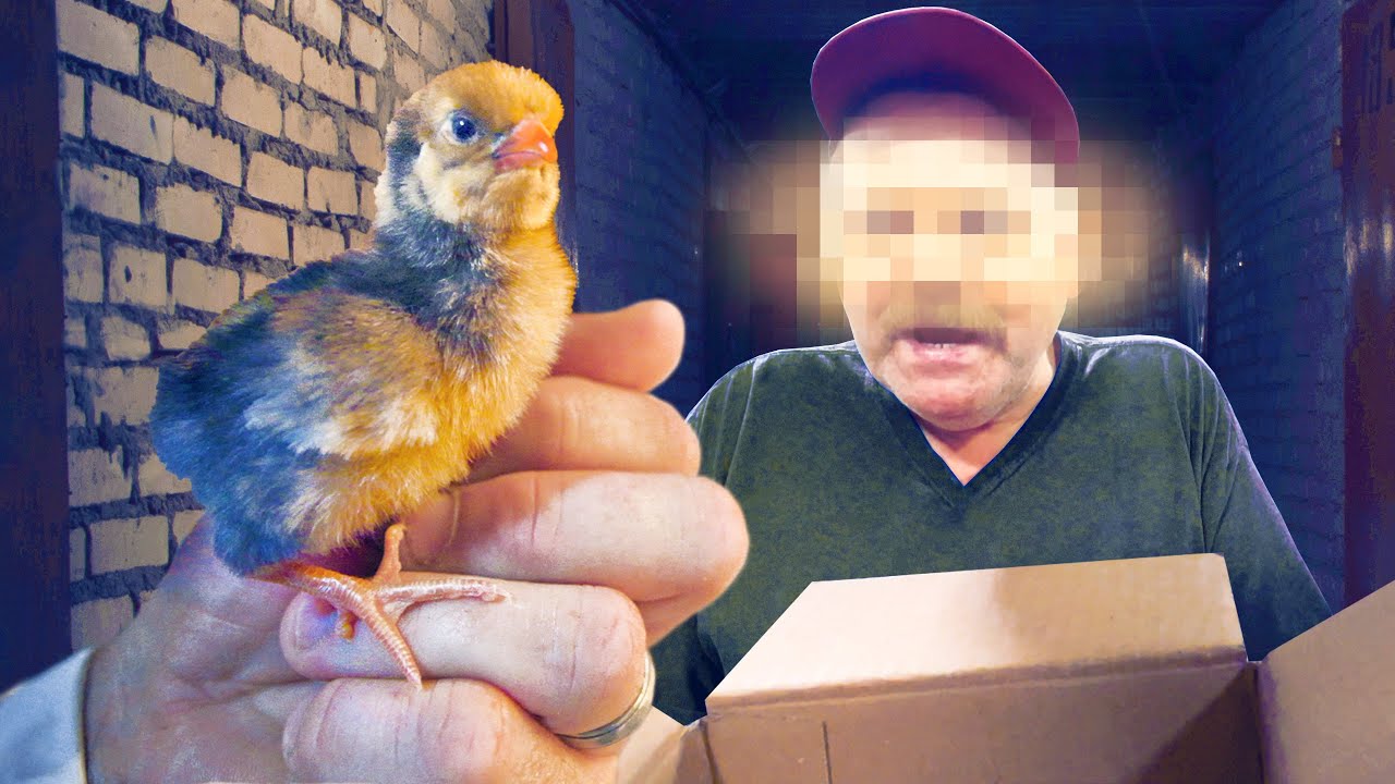 We bought chickens in the weirdest place