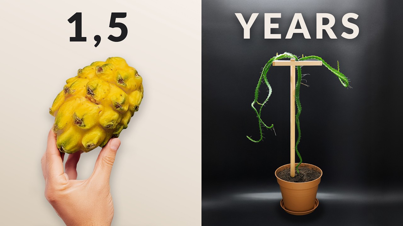 Satisfying dragon fruit transformation
