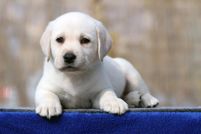 English Labrador puppy suddenly discovers his tail and it's hilarious