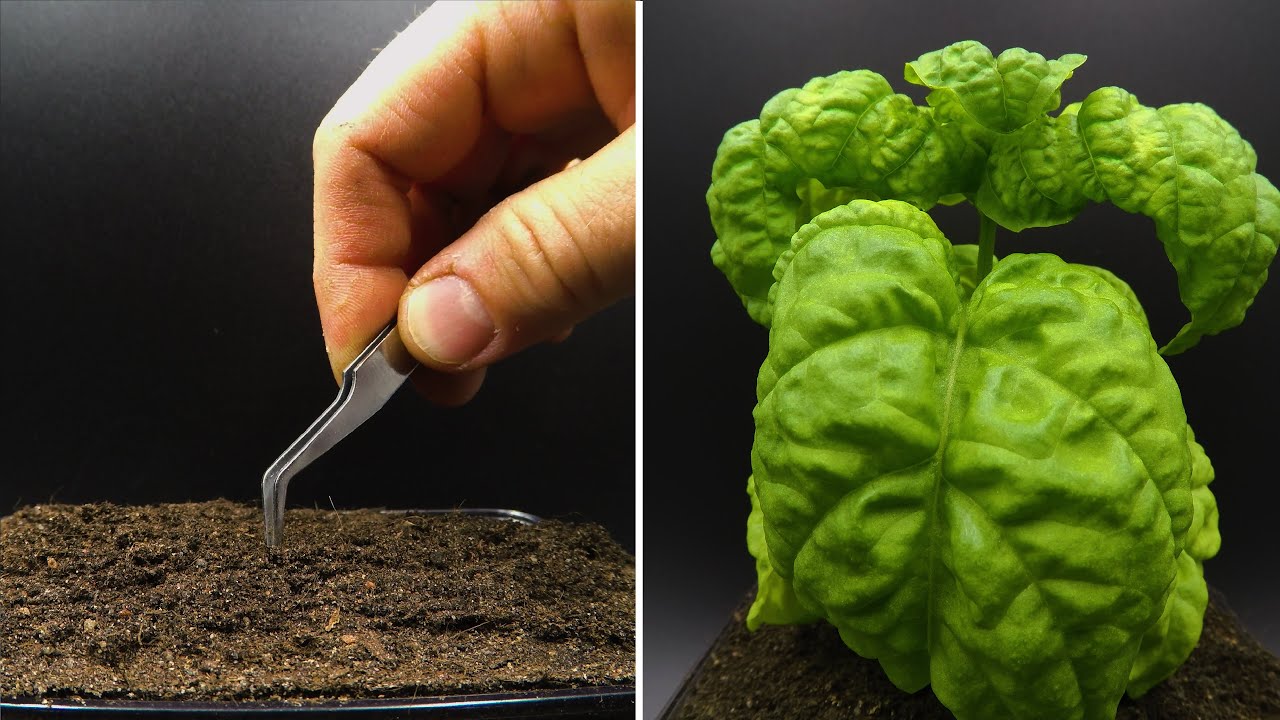 Basil growth in fast-forward: Time lapse magic