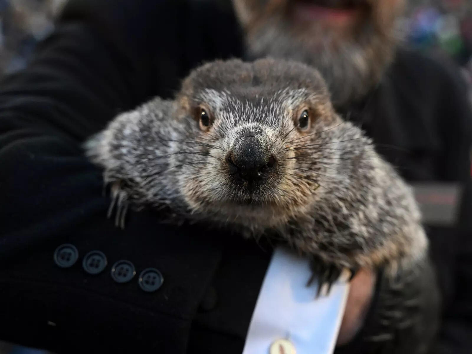 Groundhog Day 2026: Did Phil see his shadow? Punxsutawney predicting ...