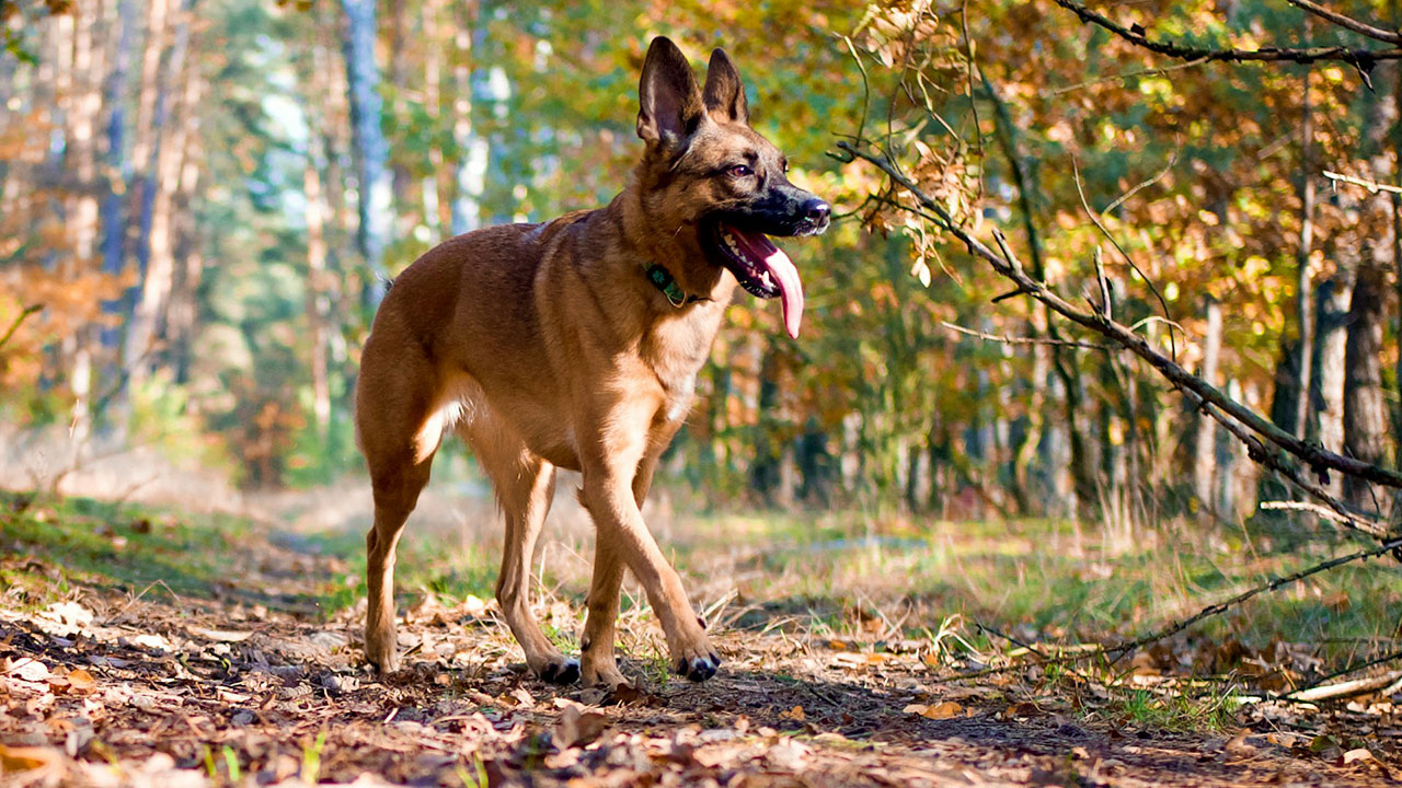 20 dog breeds that are too much dog for most owners