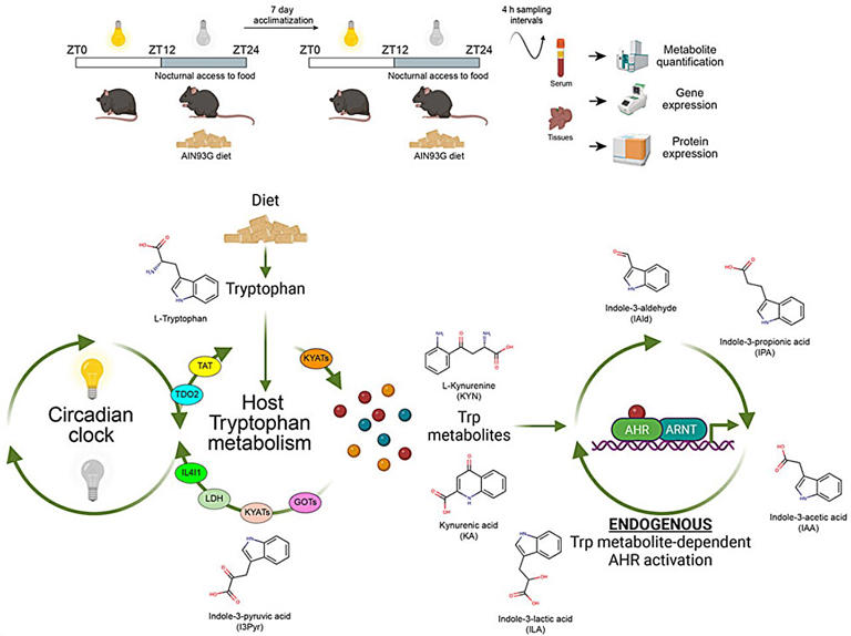 Liver metabolism of an essential amino acid may play a key role in gut ...