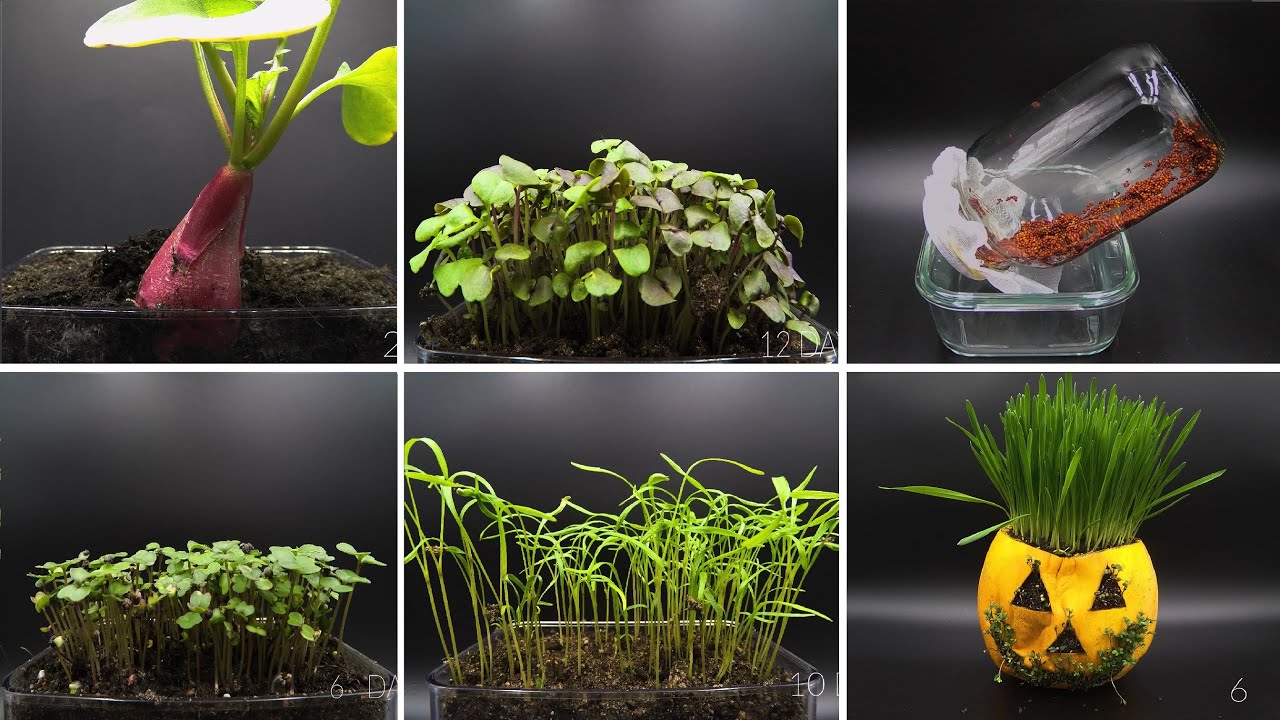 73 days of plant growth in 2 minutes