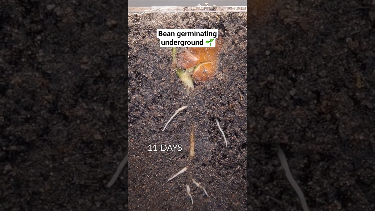 Bean growing underground