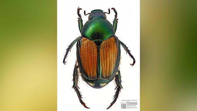 End of funding dooms program to eradicate destructive beetle in Oregon