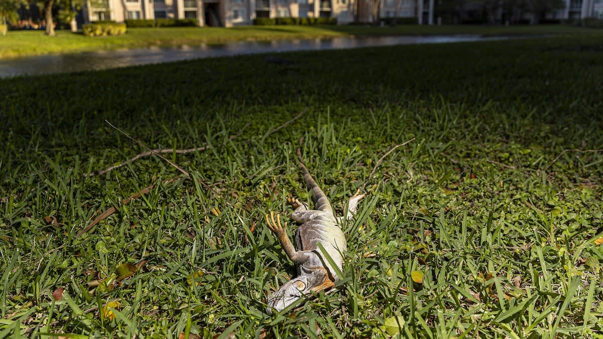 Trappers scoop up iguanas 'by the dozens' amid Florida cold snap