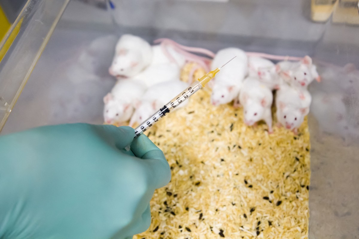 Des chercheurs ont éradiqué le cancer du pancréas chez des souris