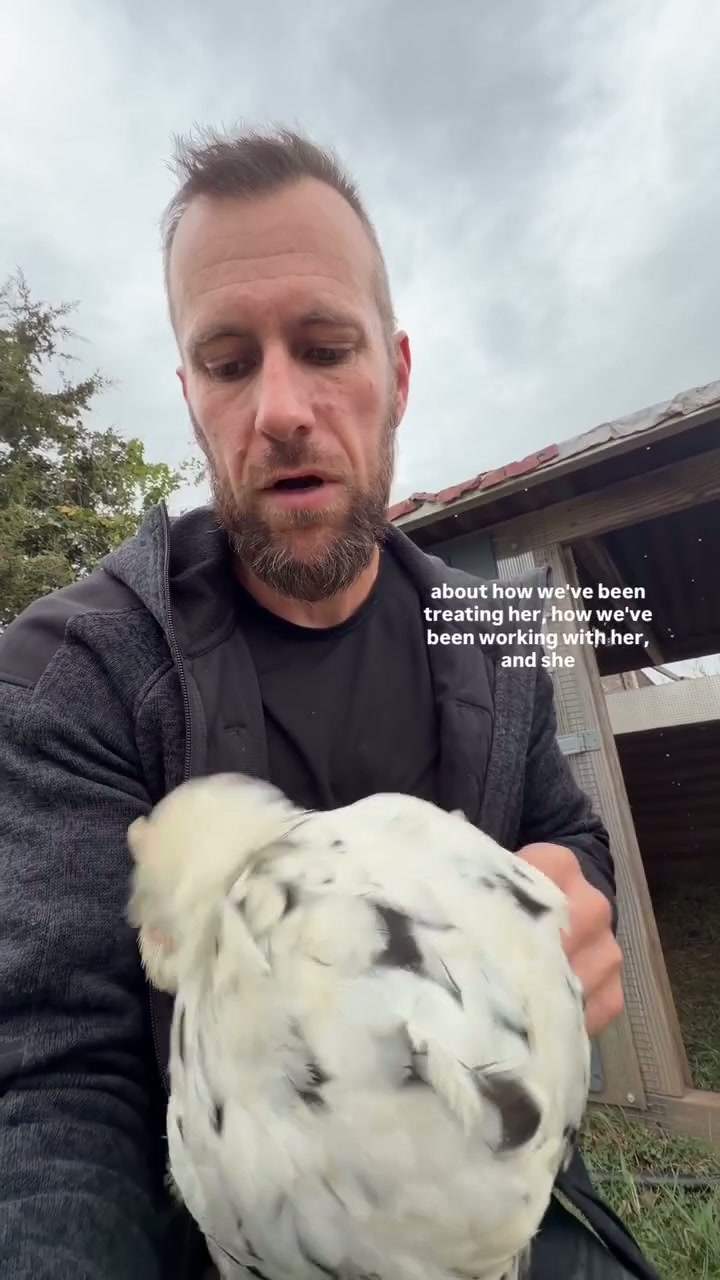 I fell in love with a chicken 🐔 ️