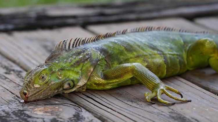 Florida collects more than $5,000 frozen iguanas as wildlife officials ...