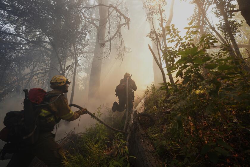 Argentina fires ravage pristine Patagonia forests, fueling criticism of ...