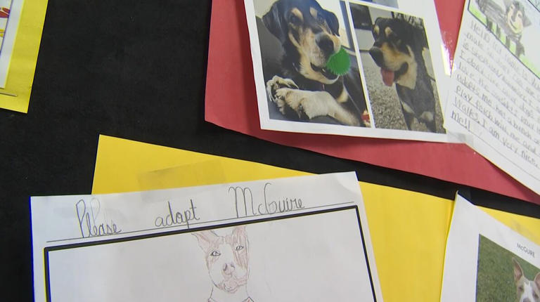 Gardner students turn persuasive essays into pet adoption campaign