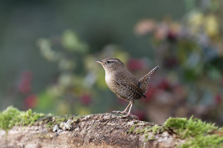 Chi è lo scricciolo tra gli uccelli autoctoni italiani più piccoli