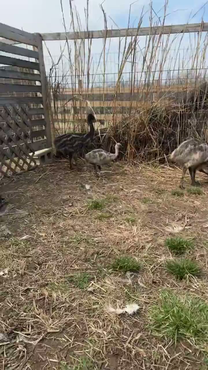 I’m hanging out with adorable baby emus! 🦙