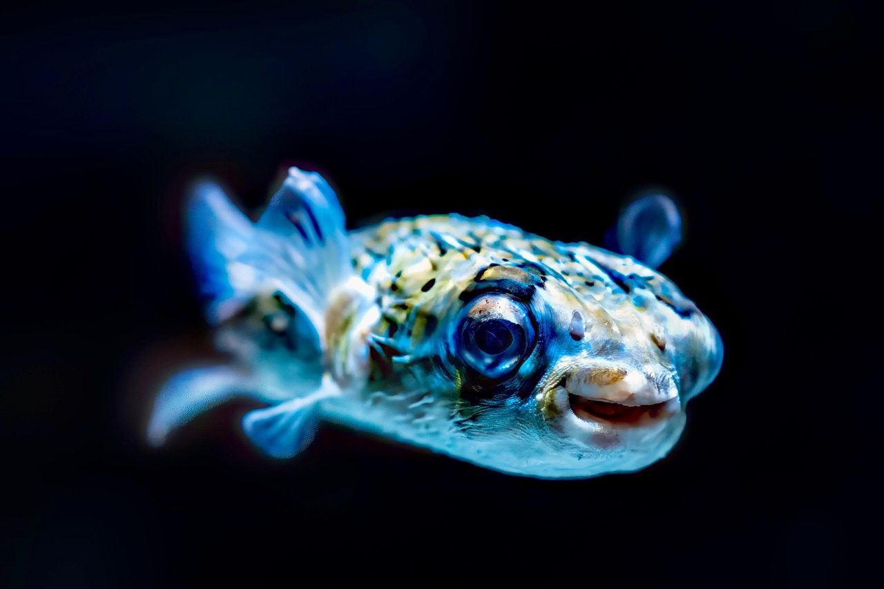 11 cute animals that are actually deadly to humans