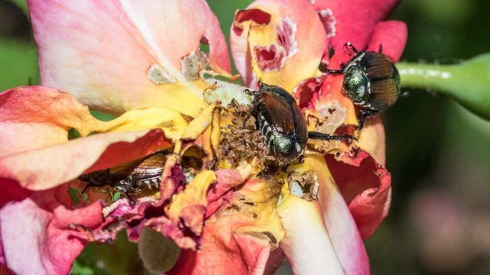 End of funding dooms program to eradicate destructive beetle in Oregon
