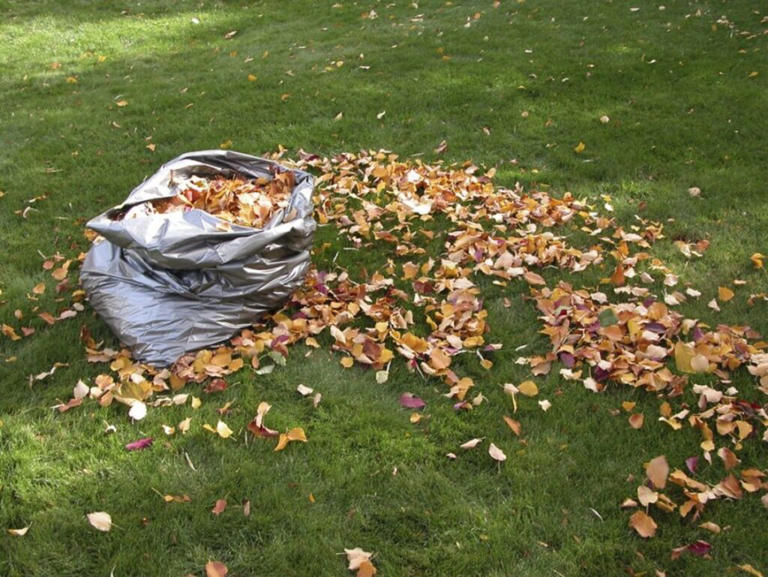 Retirer les feuilles mortes est une énorme erreur que beaucoup ...