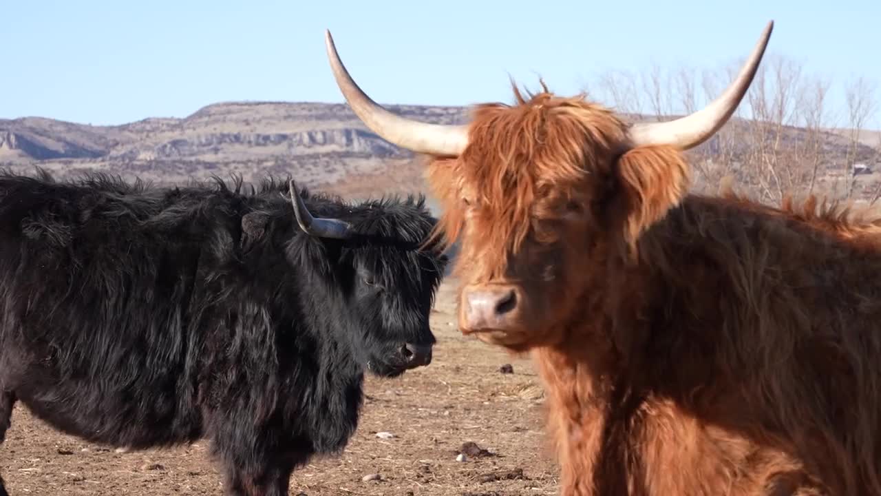 Montana Ag Network: Carr Cattle Company shifts focus to registered cattle