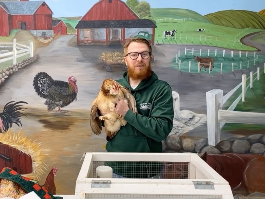 Muscoot Farm's Cluxatawney Henrietta makes an 'egg-citing' Groundhog ...