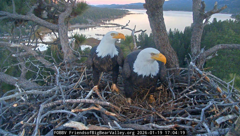Friends of Big Bear Valley to honor visionary behind famous eagle cam
