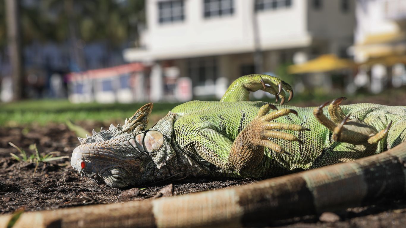 Floridians have captured over 2,000 stunned iguanas during cold front