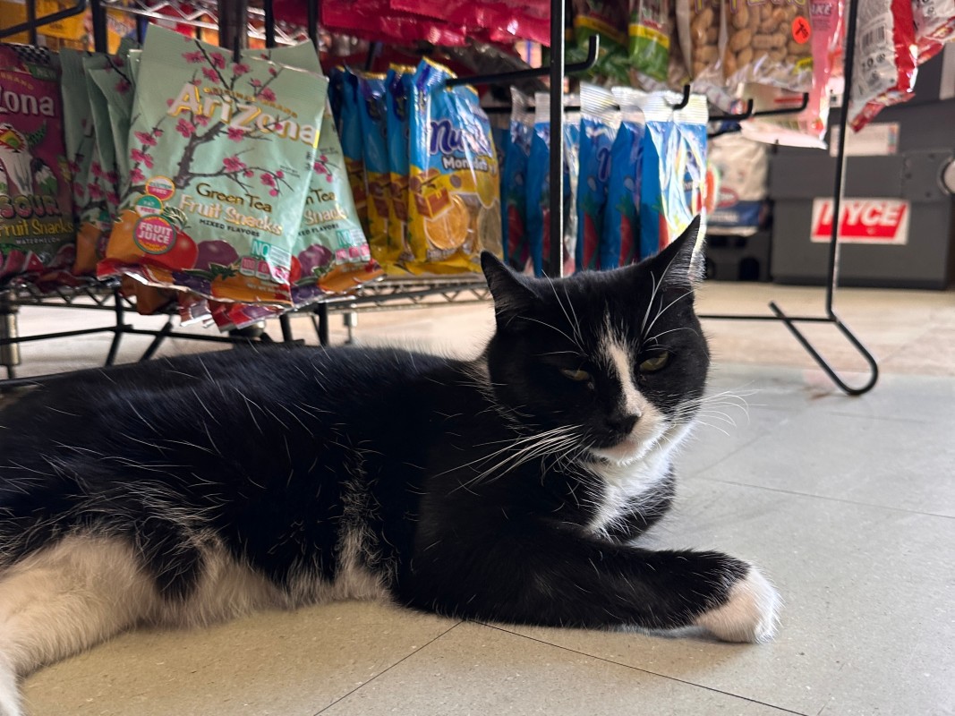 New York City’s beloved shop cats could soon be protected by law