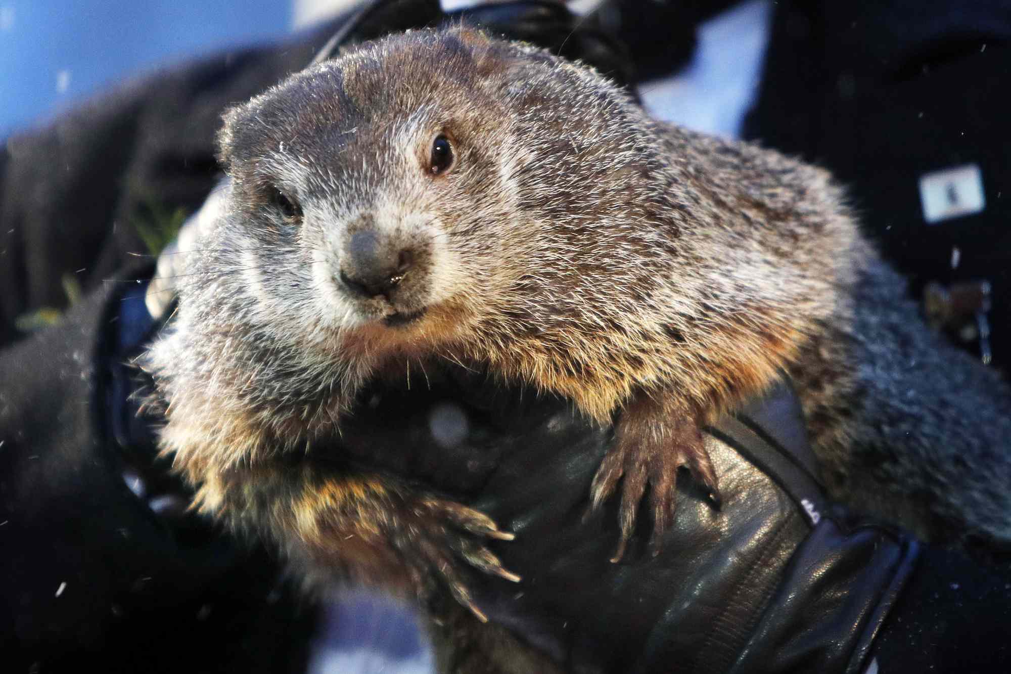 Punxsutawney Phil predicted 6 more weeks of winter for 2026. How often ...