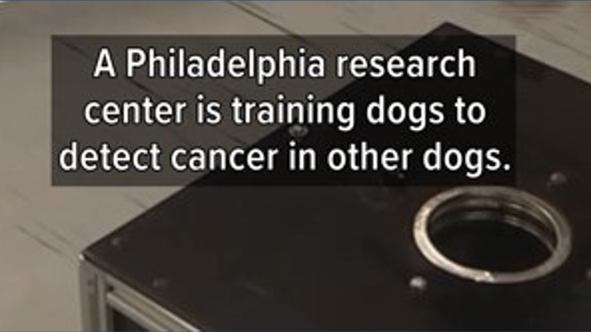 Philly dogs training to detect canine cancer