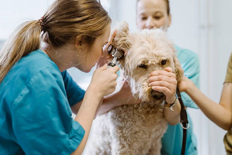 Vet issues warning on common dog behaviour that could be health issue