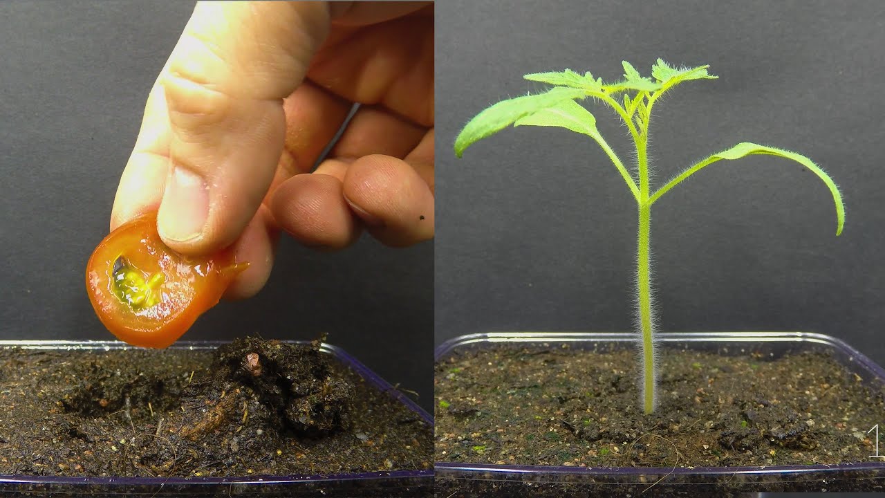 Satisfying tomato plant transformation