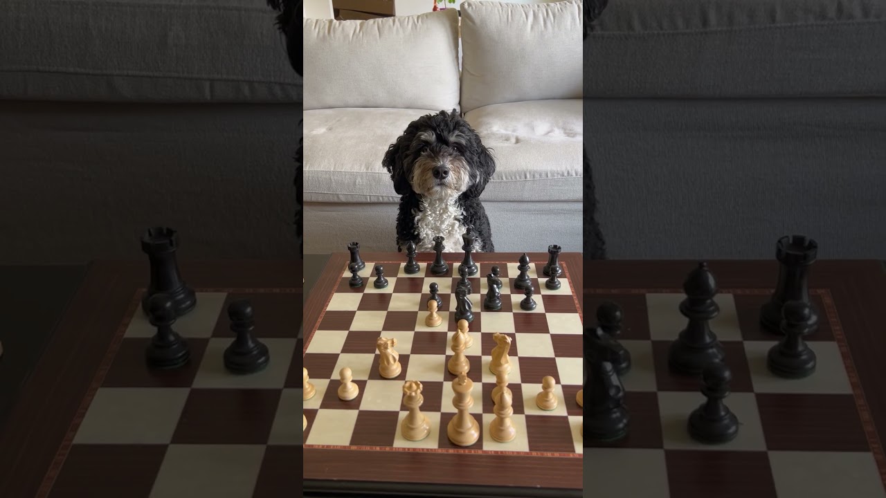 Check the dog