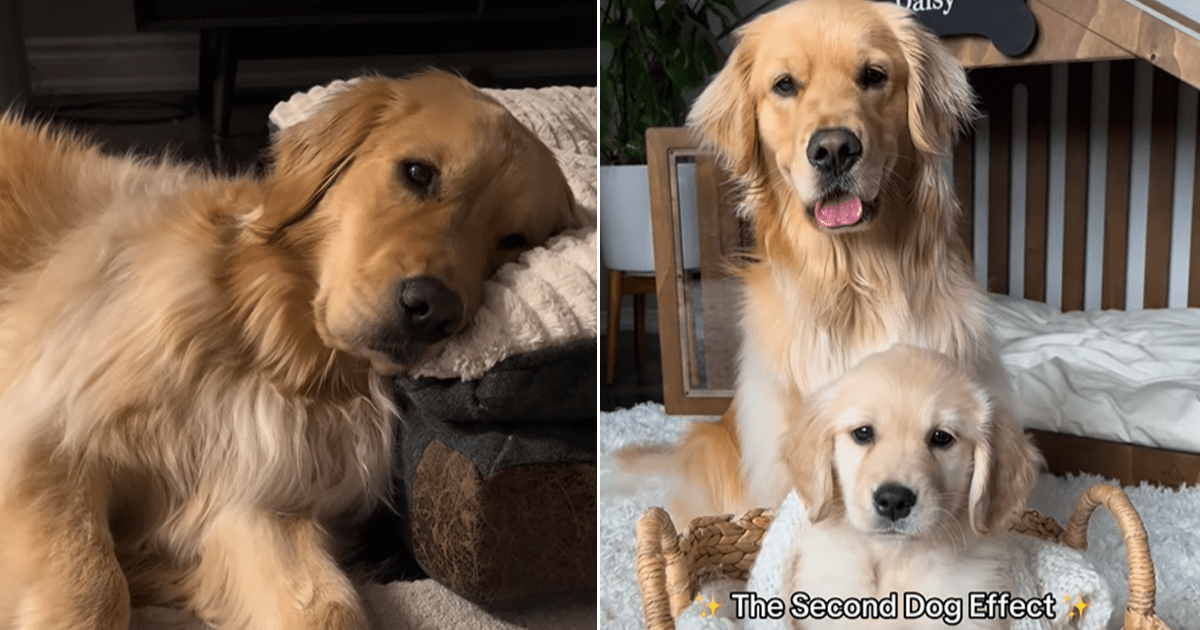 Video: Owner shows how real 'second dog effect' is