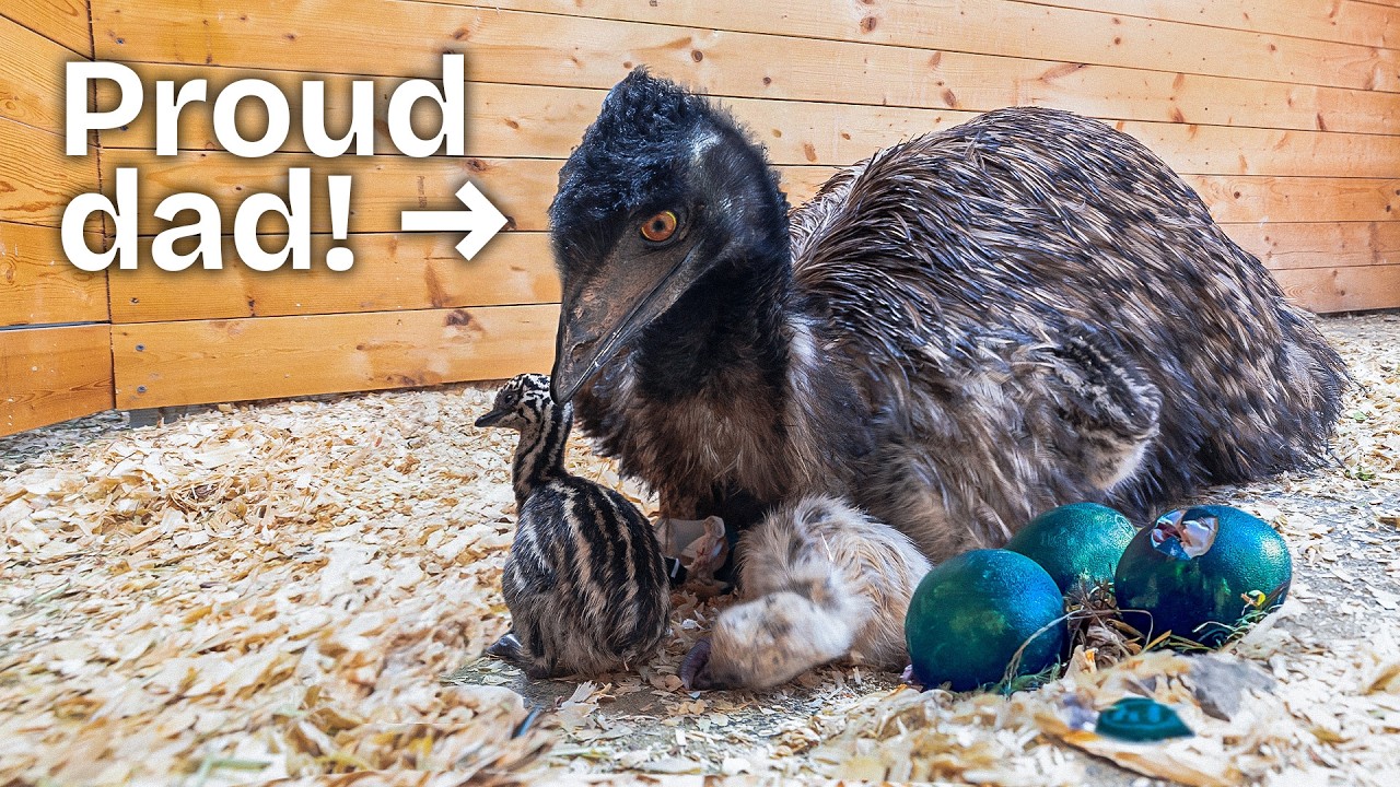 Watch bamboo raise baby emus