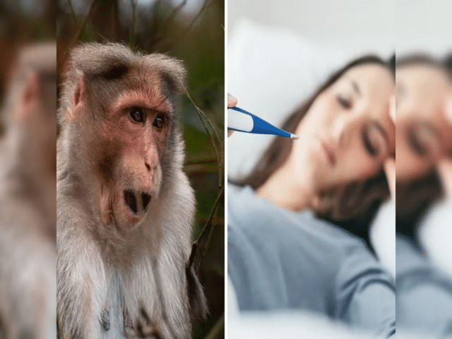 Kyasanur Forest disease: What is monkey fever, which has claimed a life ...