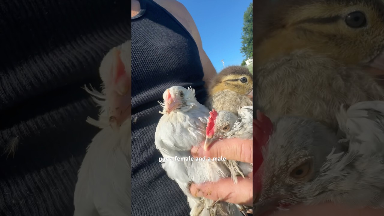 Little chicks & mandarin duckling move to a new coop
