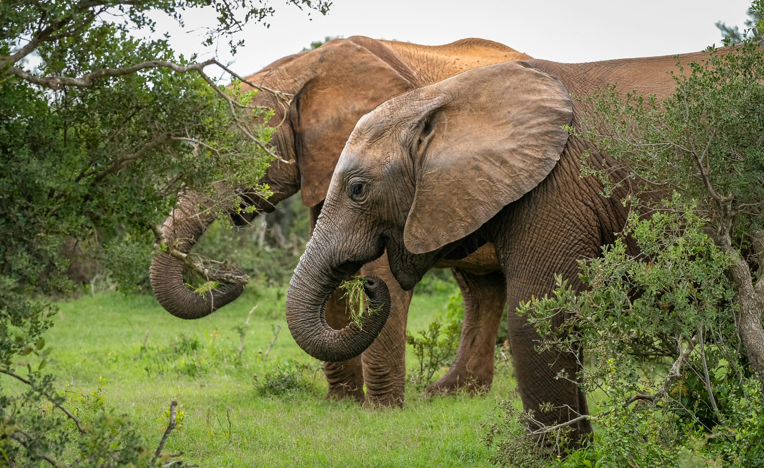 7 smartest animals in the world ranked by real-world problem solving