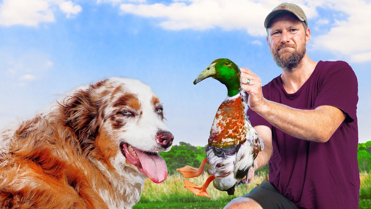 Junior the duck was attacked by our dog