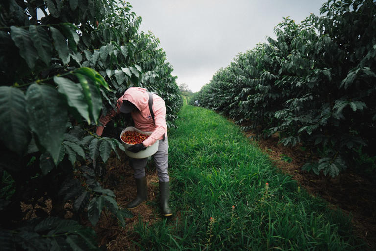 A Michigan pension fund’s failed coffee farm bet highlights private ...