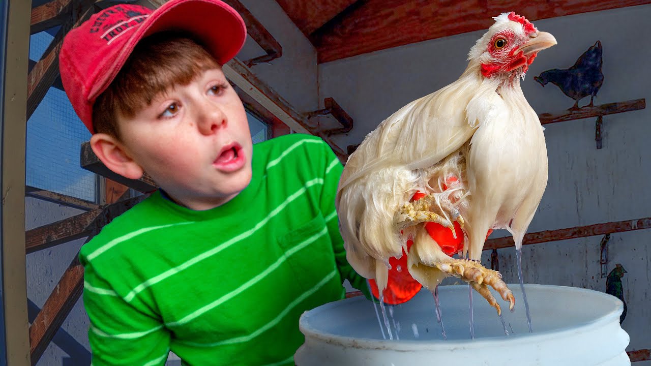 Chicken mites were out of control before we did this