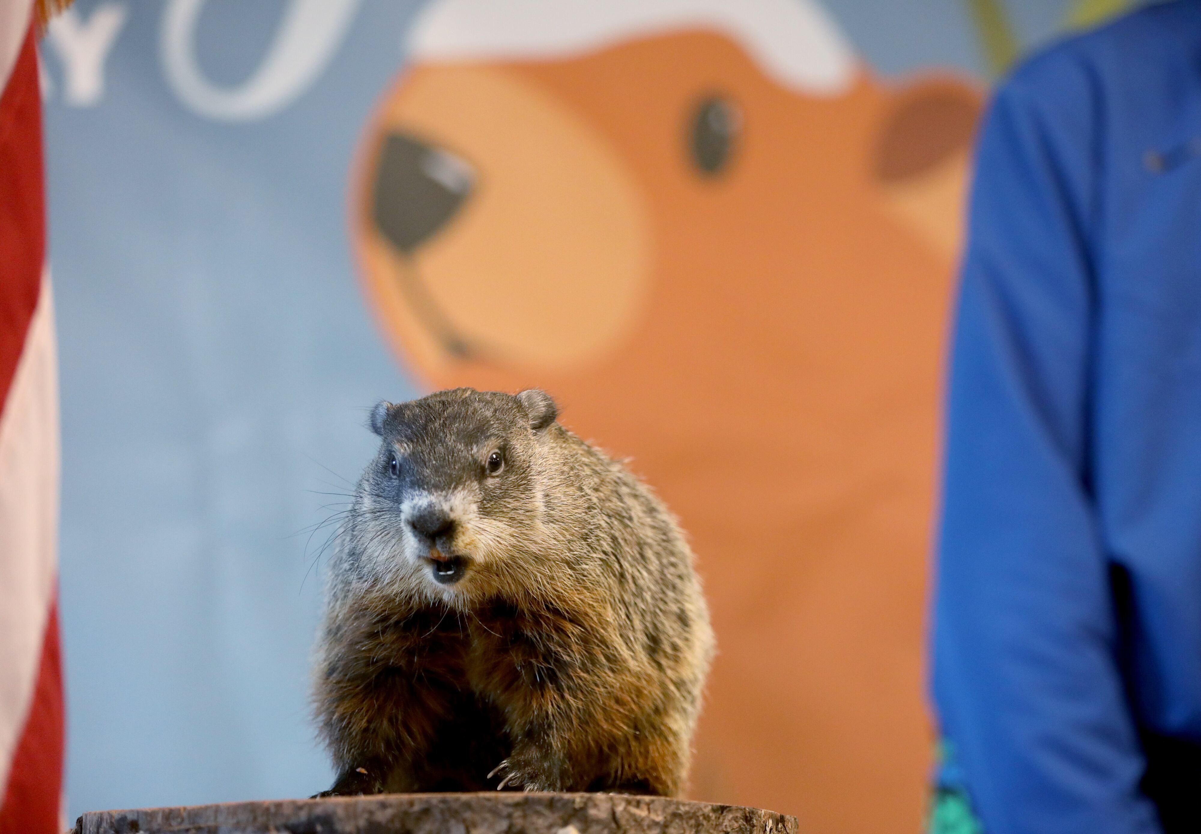 Groundhog Day 2026 results: NJ groundhogs Lady Edwina, Stonewall ...