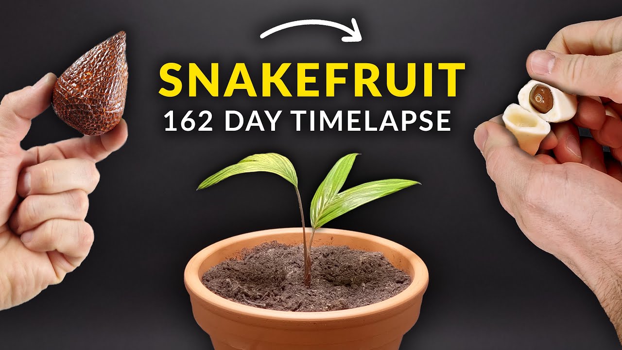 Snake fruit palm tree time-lapse - 162 days