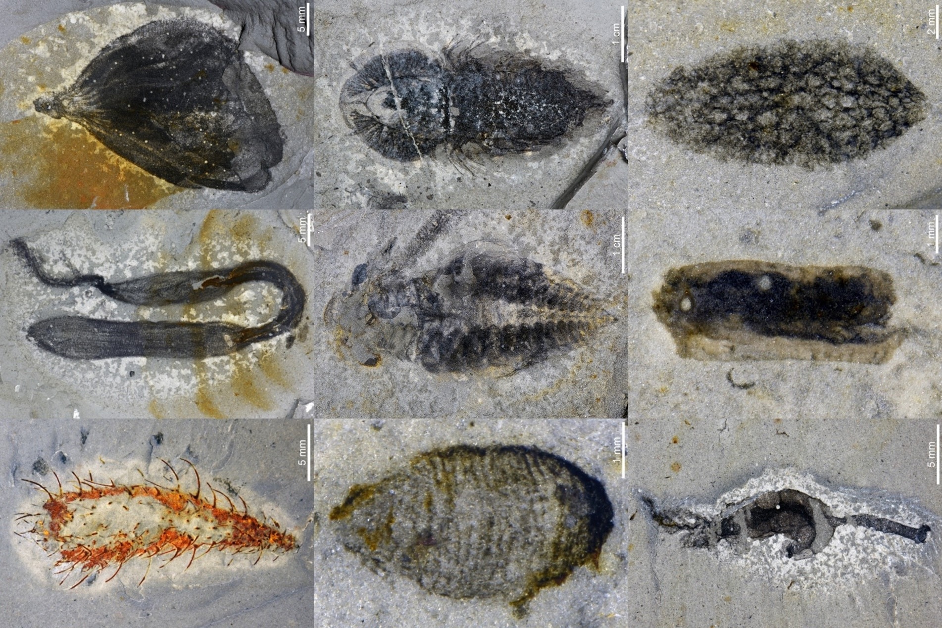 A fossil trove in China provides a rare window into a mass extinction ...