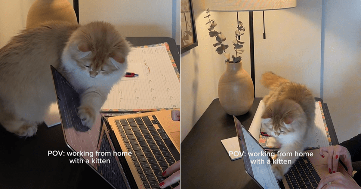 Video: Owner shows what work from home with cat looks like
