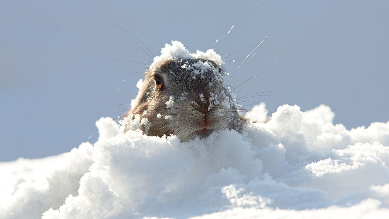 Groundhog Day isn't the halfway point of winter — the real one arrives ...